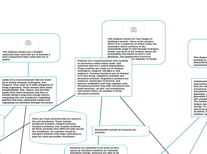 Proteins are a macromolecule that consists...- Mind Map