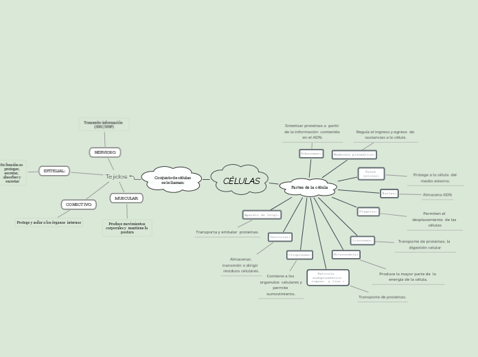 CÉLULAS - Mind Map