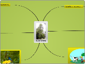 ECOSYSTEMS - Mind Map