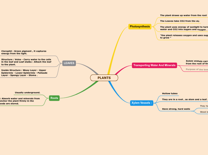 PLANTS - Mind Map