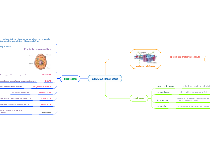 ZELULA EGITURA - Mind Map