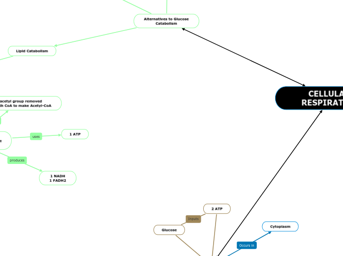 Y878naly Cellular Respiration Concept Map