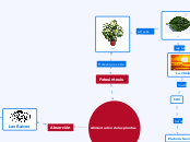 Fotosintesis - Mind Map