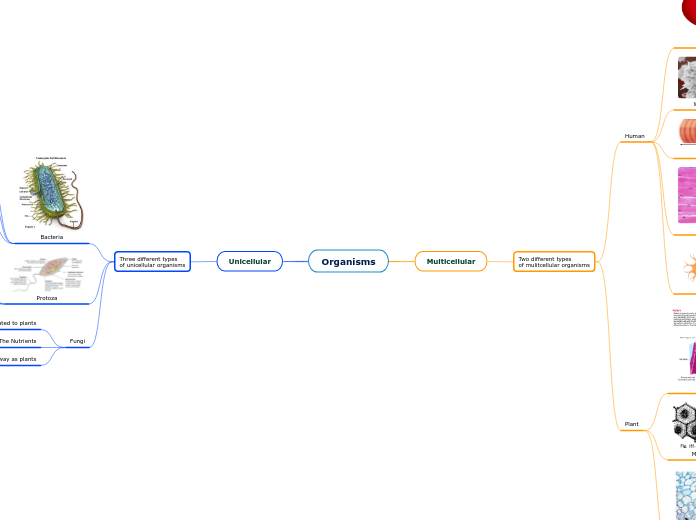Organisms - Mind Map