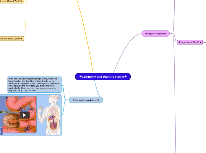 ★Circulatory and Digestive System★ - Mind Map