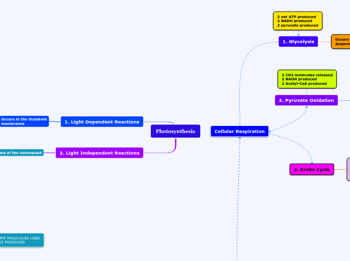 Photosynthesis - Mind Map