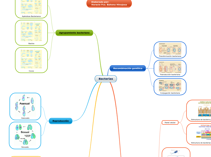 Bacterias - Mind Map