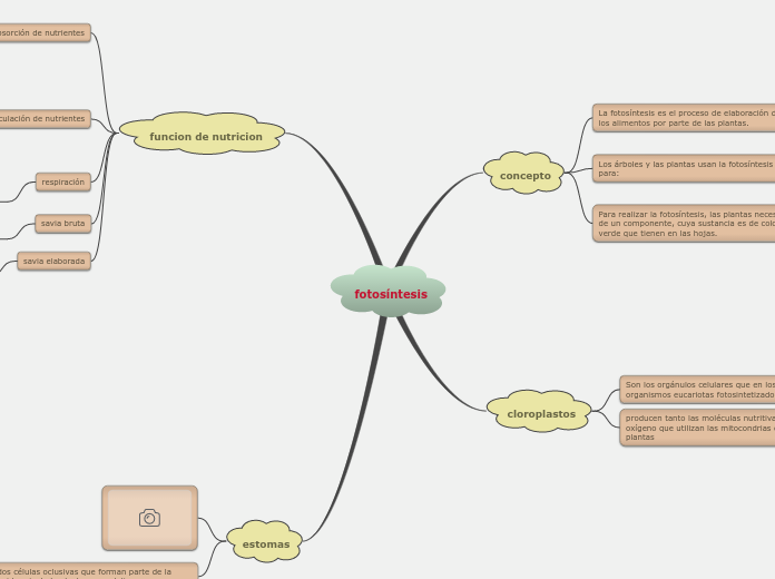fotosíntesis - Mind Map