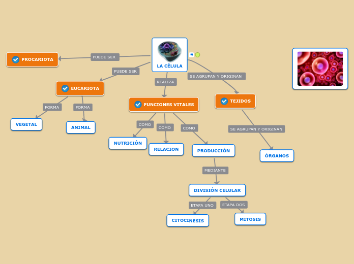 LA CELULA - Mind Map
