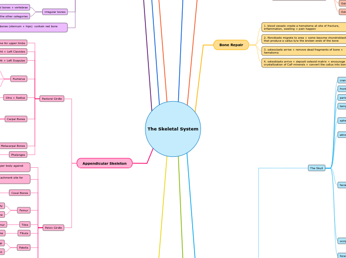 The Skeletal System - Mind Map