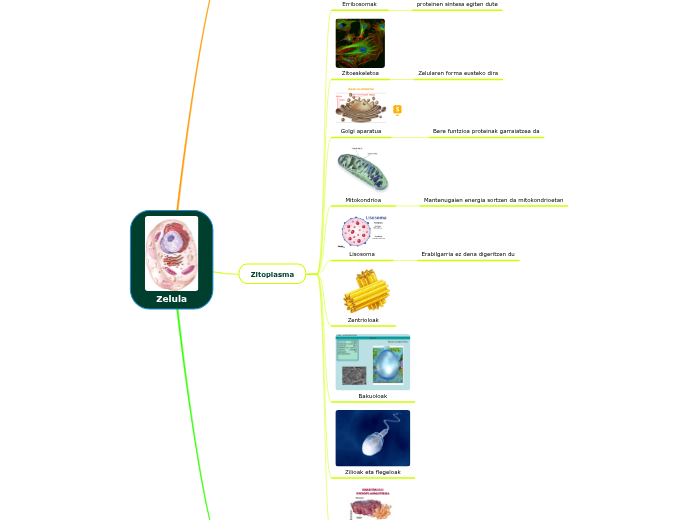 Zelula - Mind Map