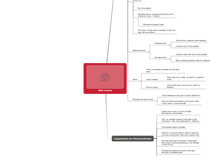 B4a Leaves - Mind Map