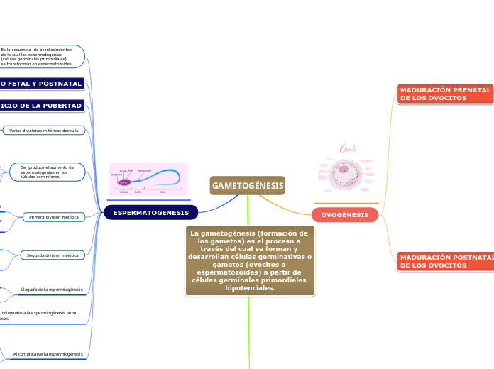 GAMETOGÉNESIS - Mind Map