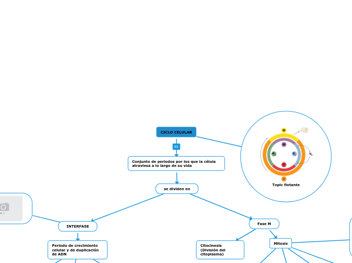 CICLO CELULAR - Mind Map