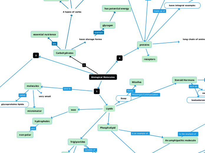 Biological Molecules - Mind Map