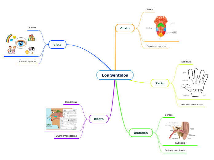 Los Sentidos - Mind Map