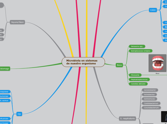Microbiota en sistemas de nuestro organism...- Mind Map