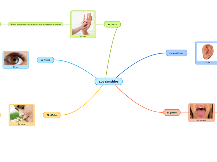 Los sentidos - Mind Map
