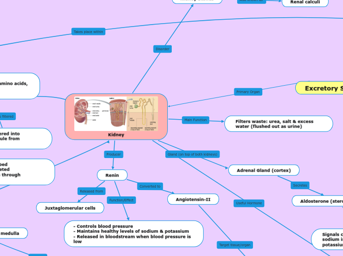 Excretory System - Mind Map