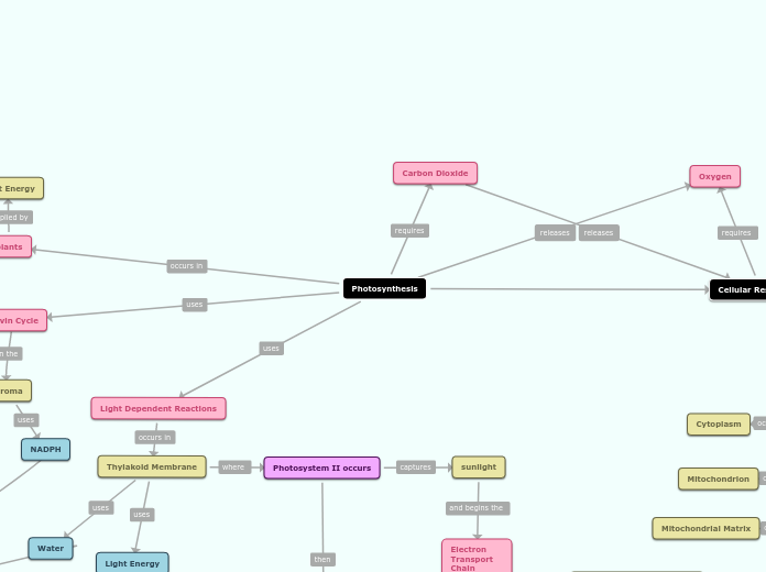 Photosynthesis - Mind Map