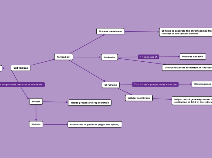 Cell nucleus - Mind Map
