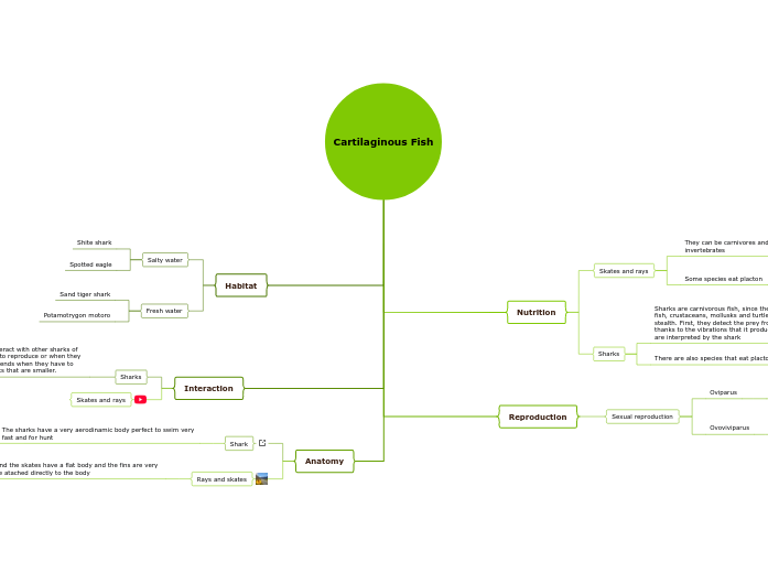 Cartilaginous Fish - Mind Map
