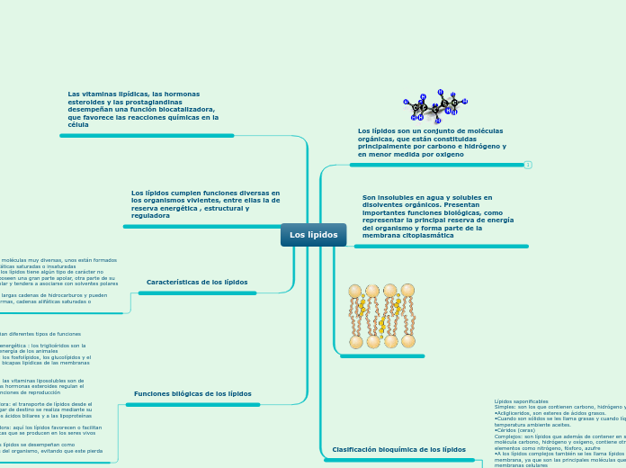 Los lipidos - Mind Map