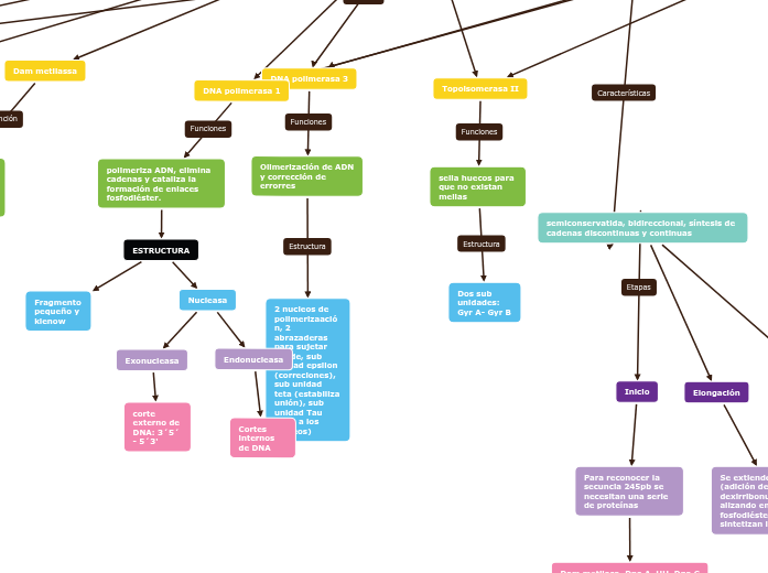 Replicación de ADN - Mind Map