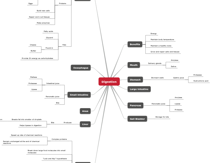 Digestion - Mind Map