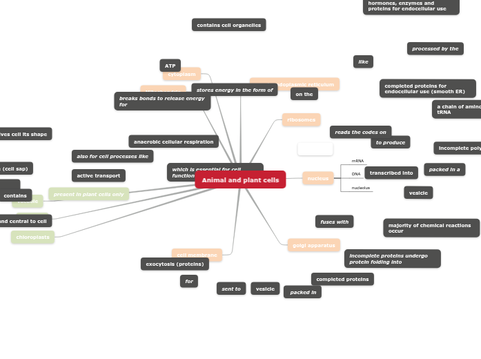 animal cells - Mind Map