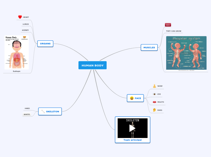 HUMAN BODY - Mindmap - Eksempel