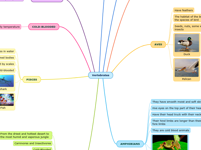 Vertebrates - Mapa Mental - Amostra