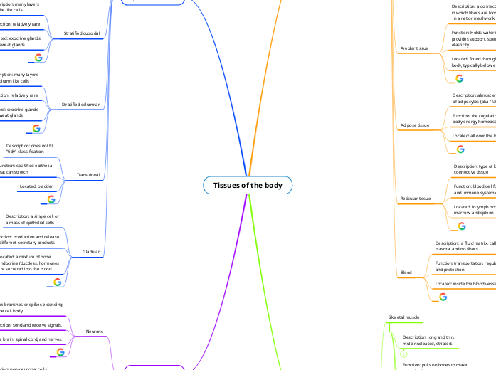 Tissues of the body - Mind Map