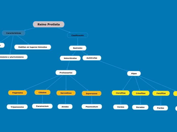Reino Protista - Mind Map