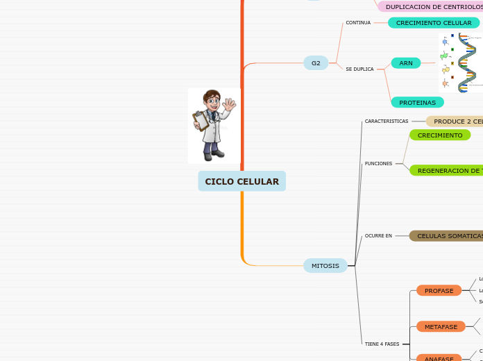 CICLO CELULAR - Mind Map