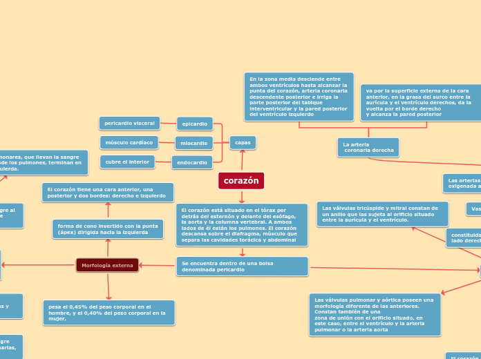 corazón - Mind Map