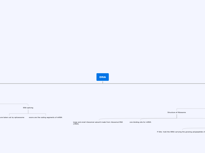 Translation and Transcription Map Two - Mind Map