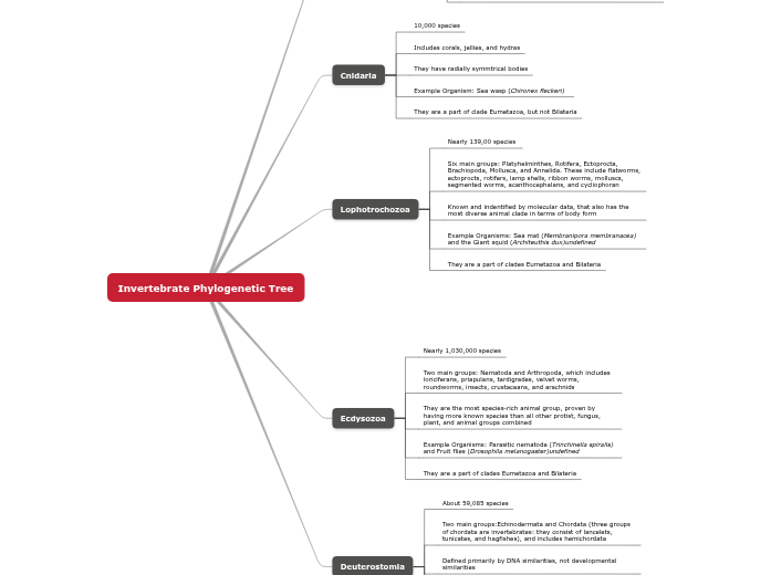 Invertebrate Phylogenetic Tree - Mind Map