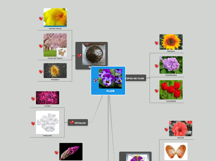 FLOR - Mapa Mental - Amostra