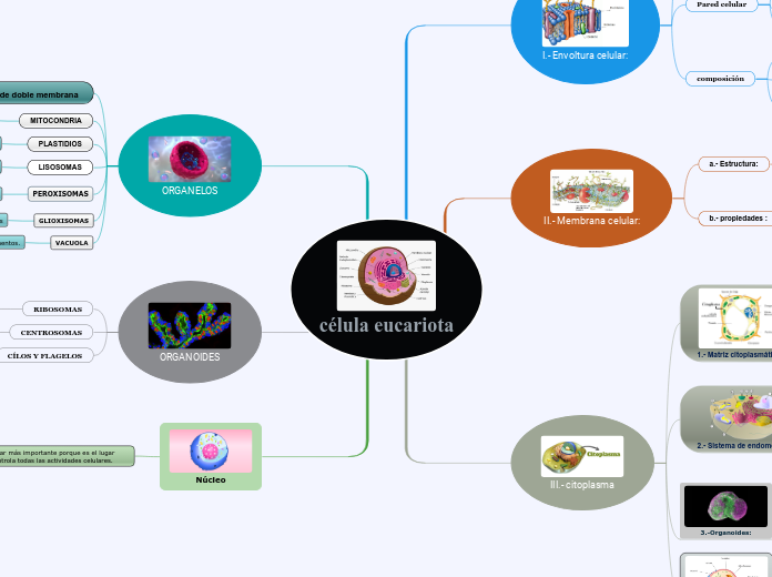 célula eucariota - Mindmap