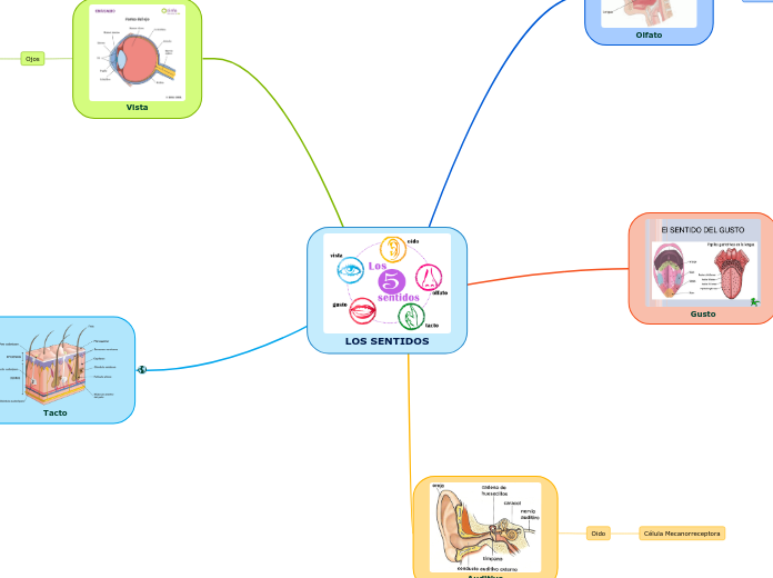LOS SENTIDOS - Mind Map