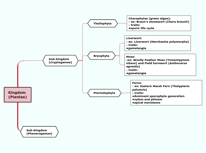 Kingdom (Plantae) - Mind Map