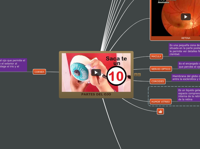 PARTES DEL OJO - Mind Map