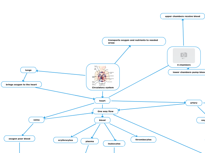 Circulatory system - Mind Map