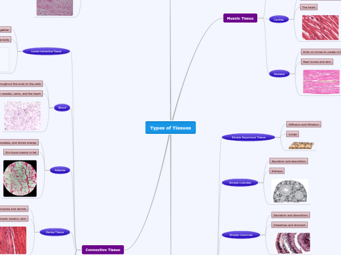 Types of Tissues - Mind Map
