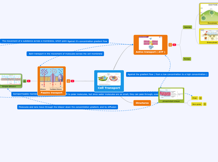 Cell Transport - Mind Map