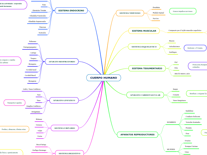 CUERPO HUMANO - Mind Map