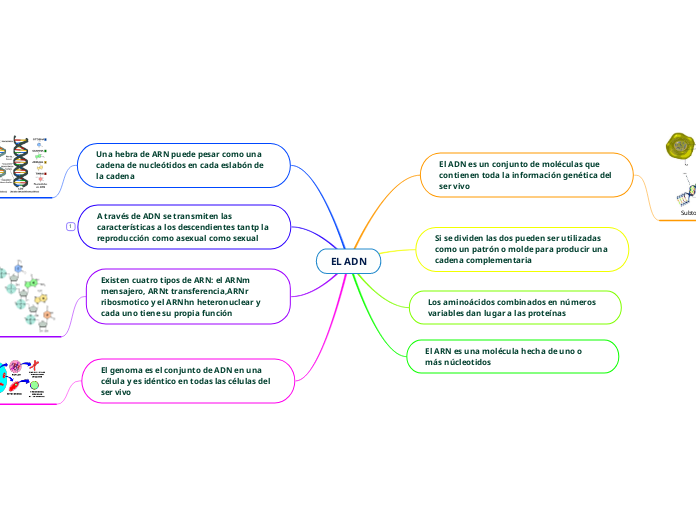EL ADN - Mind Map