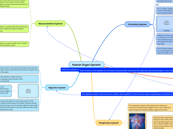 Human Organ Systems - Mind Map