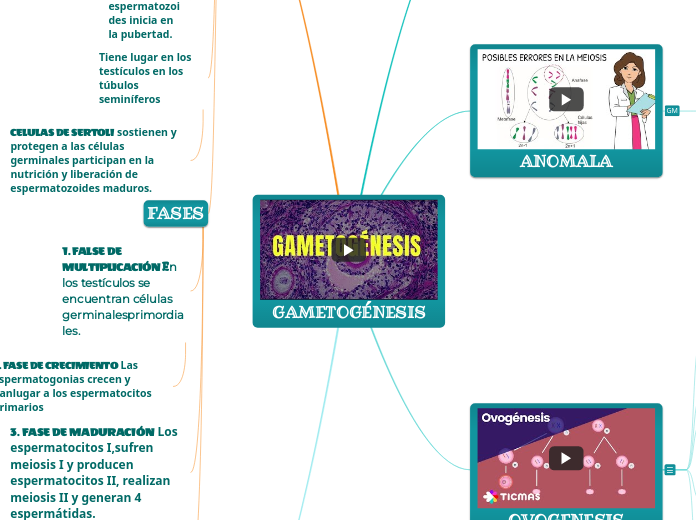 GAMETOGÉNESIS - Mind Map
